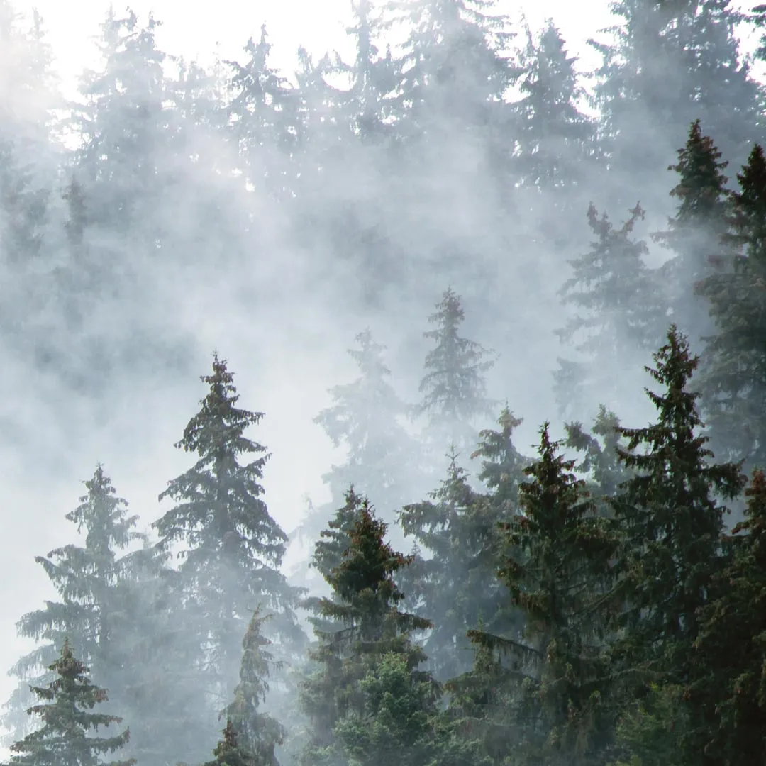 Tapeta Les v Mlze na Zeď