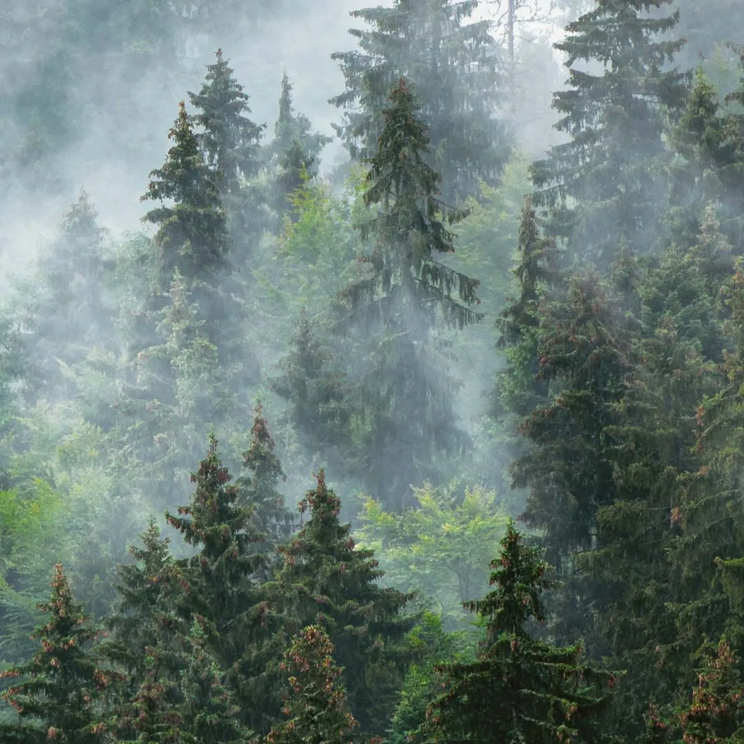 Tapeta Les v Mlze na Zeď